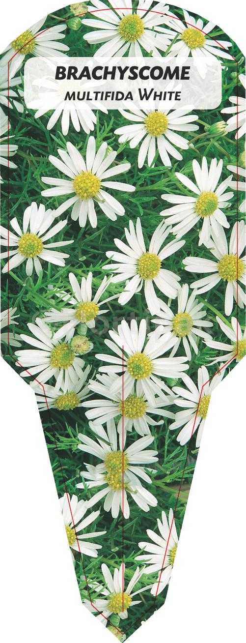 Brachyscome Multifida White Plant Labels - Hortipak