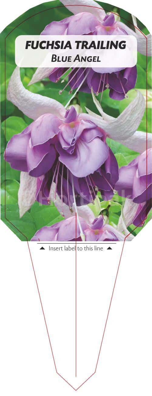 Fuchsia Blue Angel Plant Labels - Hortipak