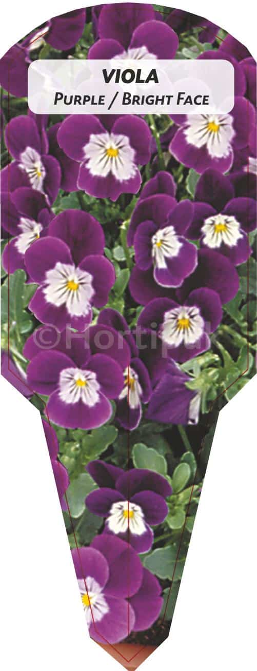 Viola Purple Bright Face Plant Labels - Hortipak