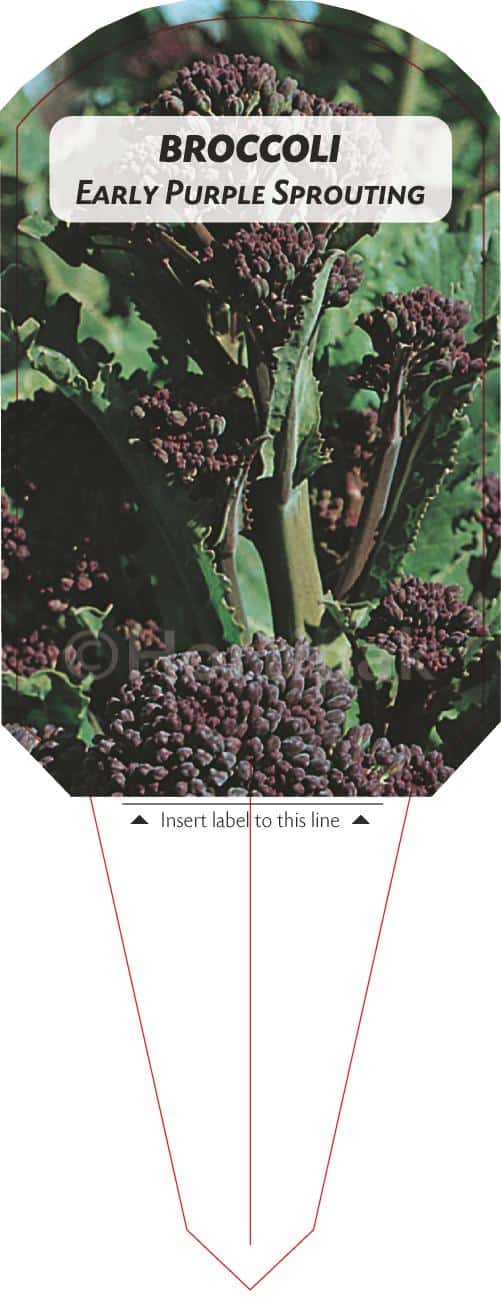 Broccoli Early Purple Sprouting Plant Labels - Hortipak