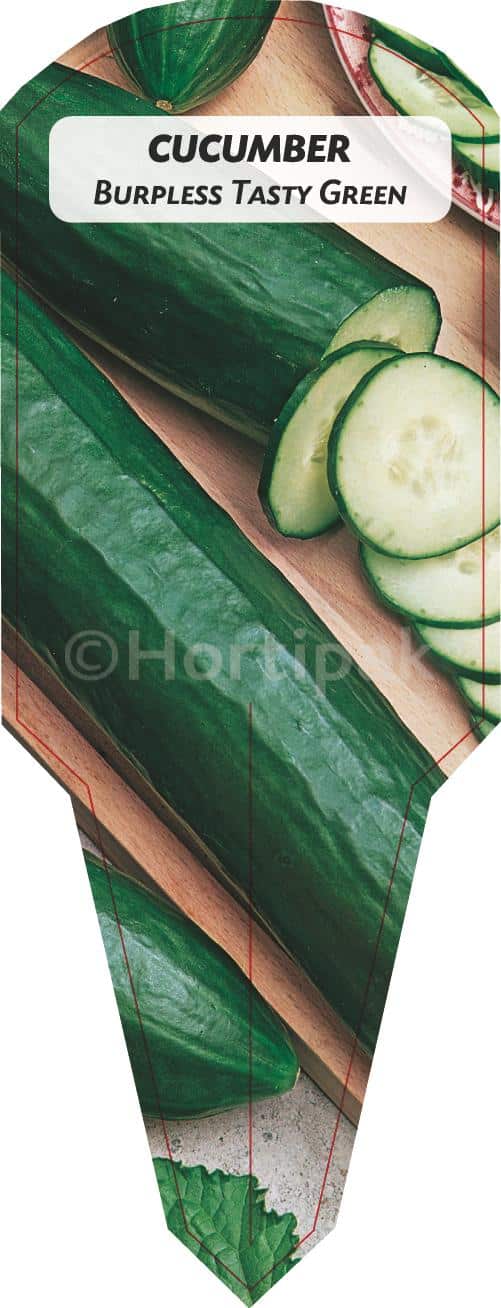 Cucumber Burpless Tasty Green Plant Labels - Hortipak