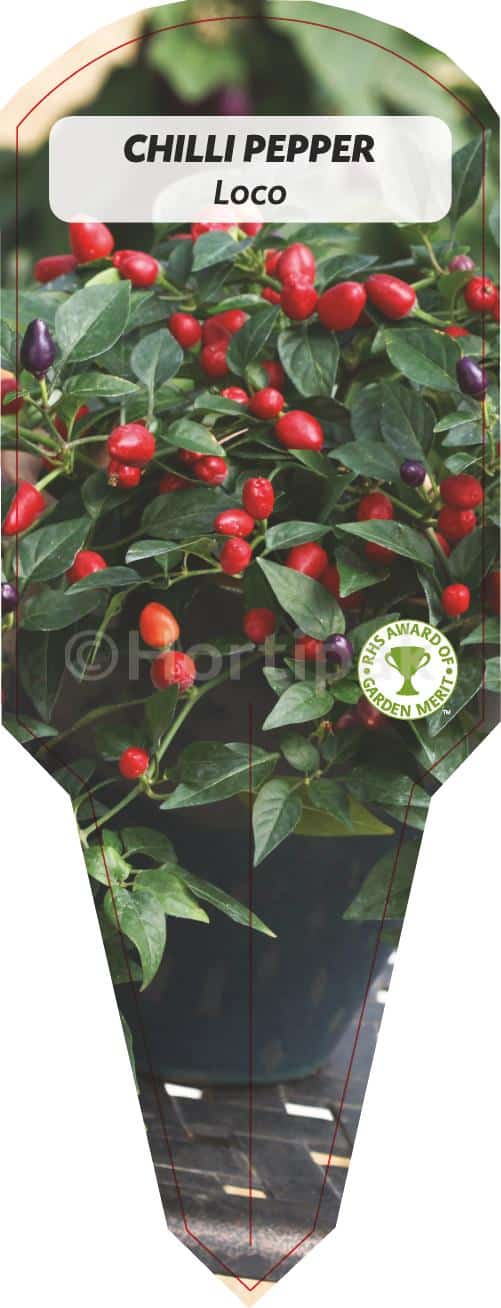 Chilli Pepper Loco Plant Labels - Hortipak