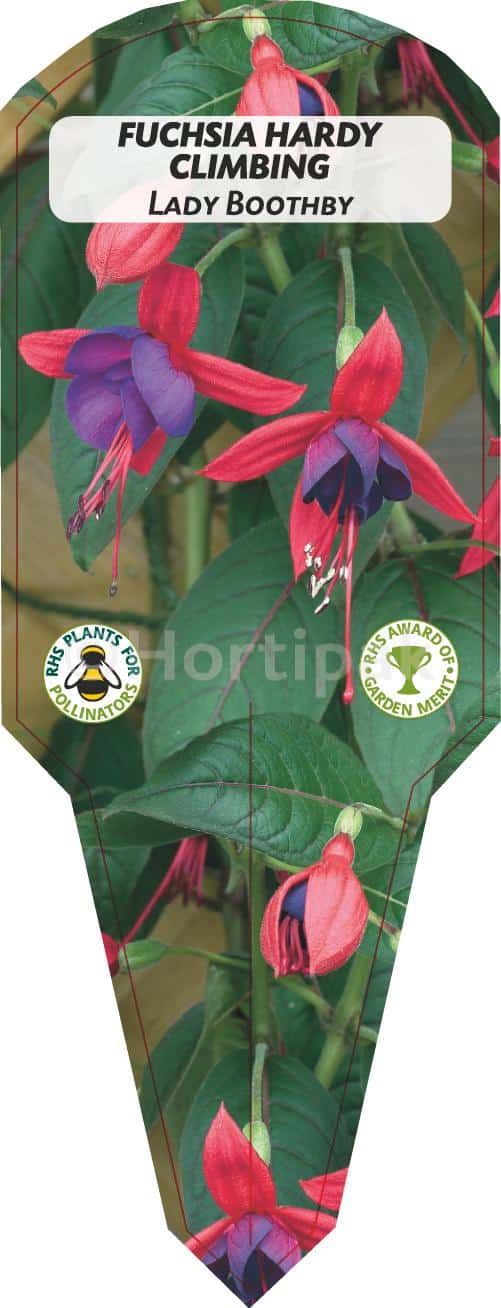 Fuchsia Lady Boothby Plant Labels - Hortipak