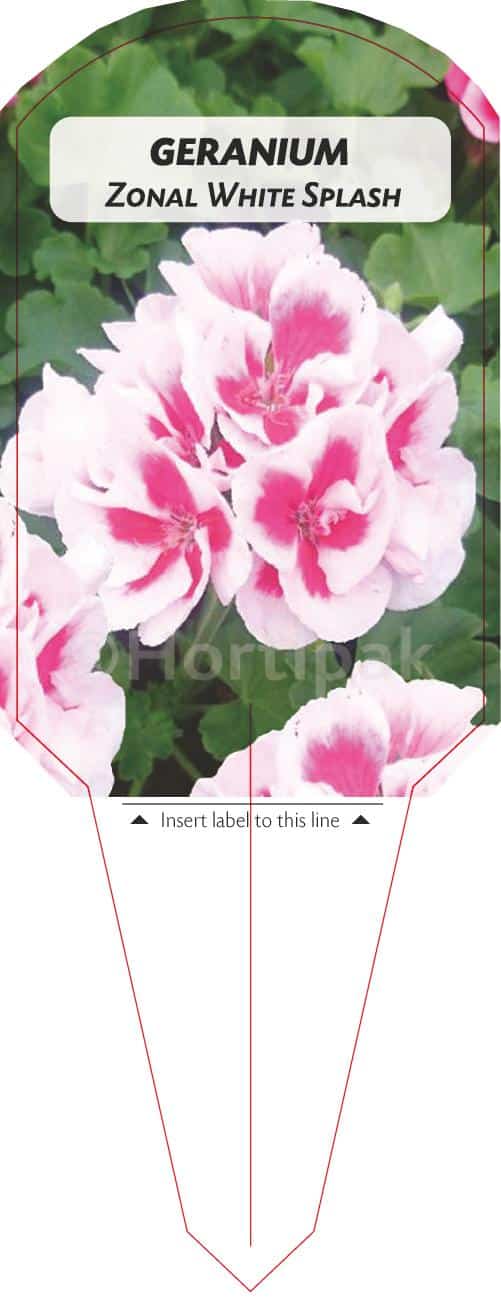 Geranium Zonal White Splash Plant Labels - Hortipak