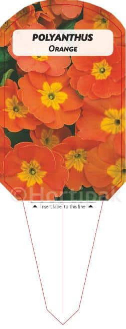 Polyanthus Orange Plant Labels - Hortipak