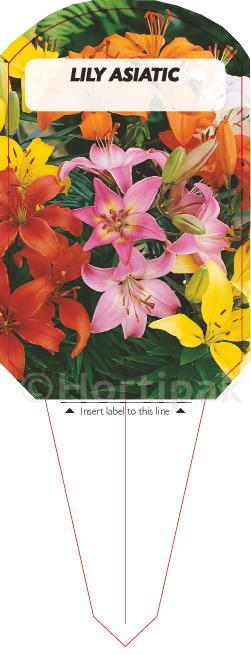 Lily Asiatic Plant Labels - Hortipak